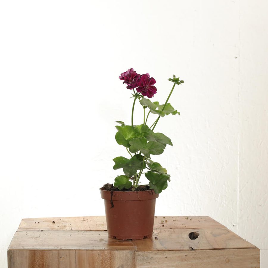 ורבנה | plants4u - משתלה אונליין