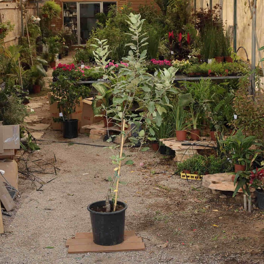 7 עצי פרי מומלצים לגינה | plants4u - משתלה אונליין