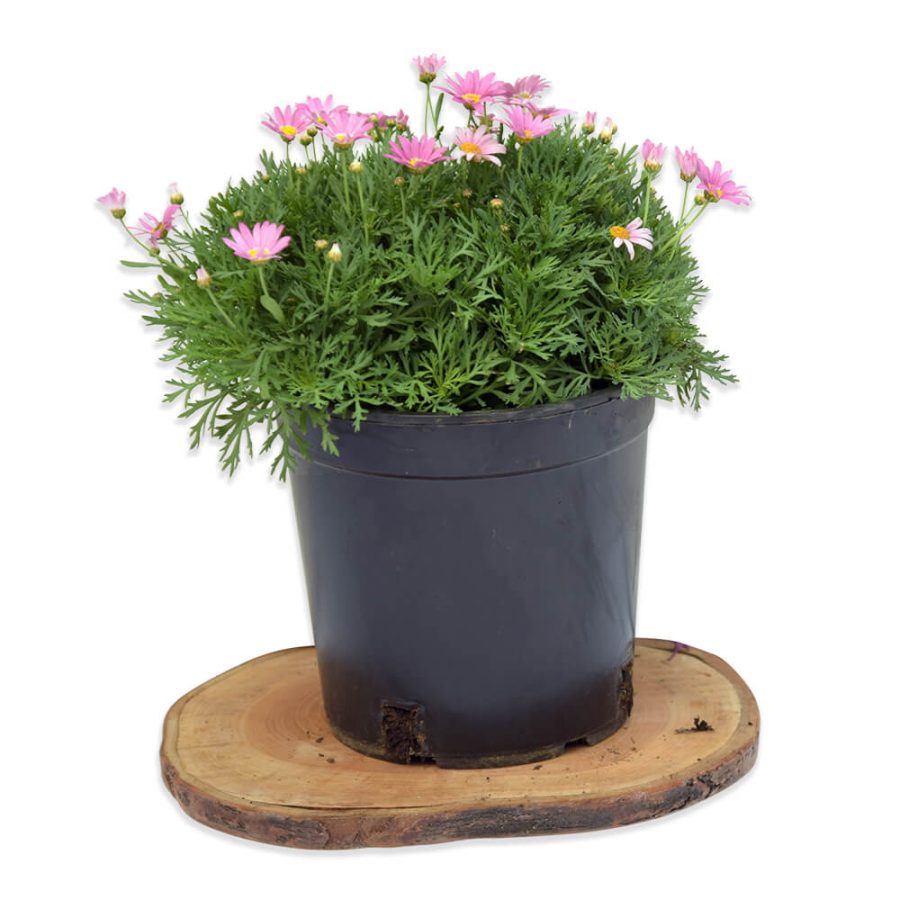 נמזיה | plants4u - משתלה אונליין