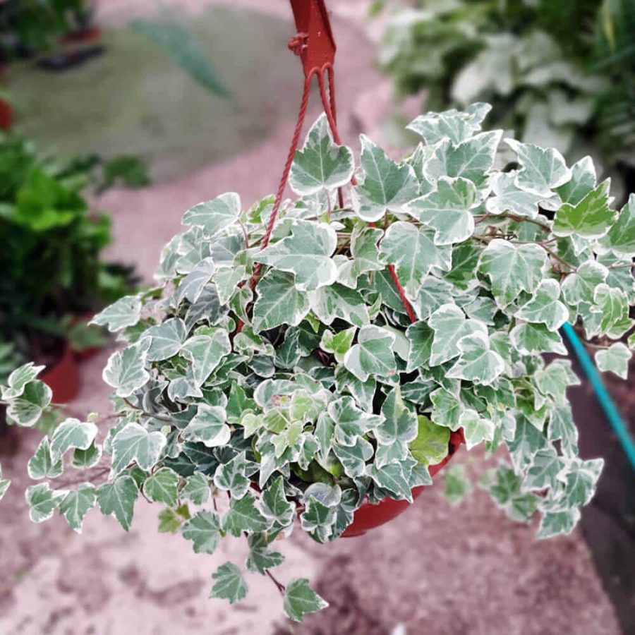 22 צמחים מטפסים מומלצים לבית ולגינה | plants4u - משתלה אונליין