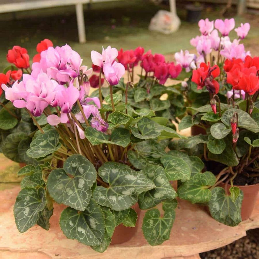 צמחיה לגינה | plants4u - משתלה אונליין