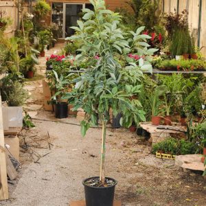 משתלת גלילות Plants4u - משתלה אונליין כולל משלוחים עד הבית