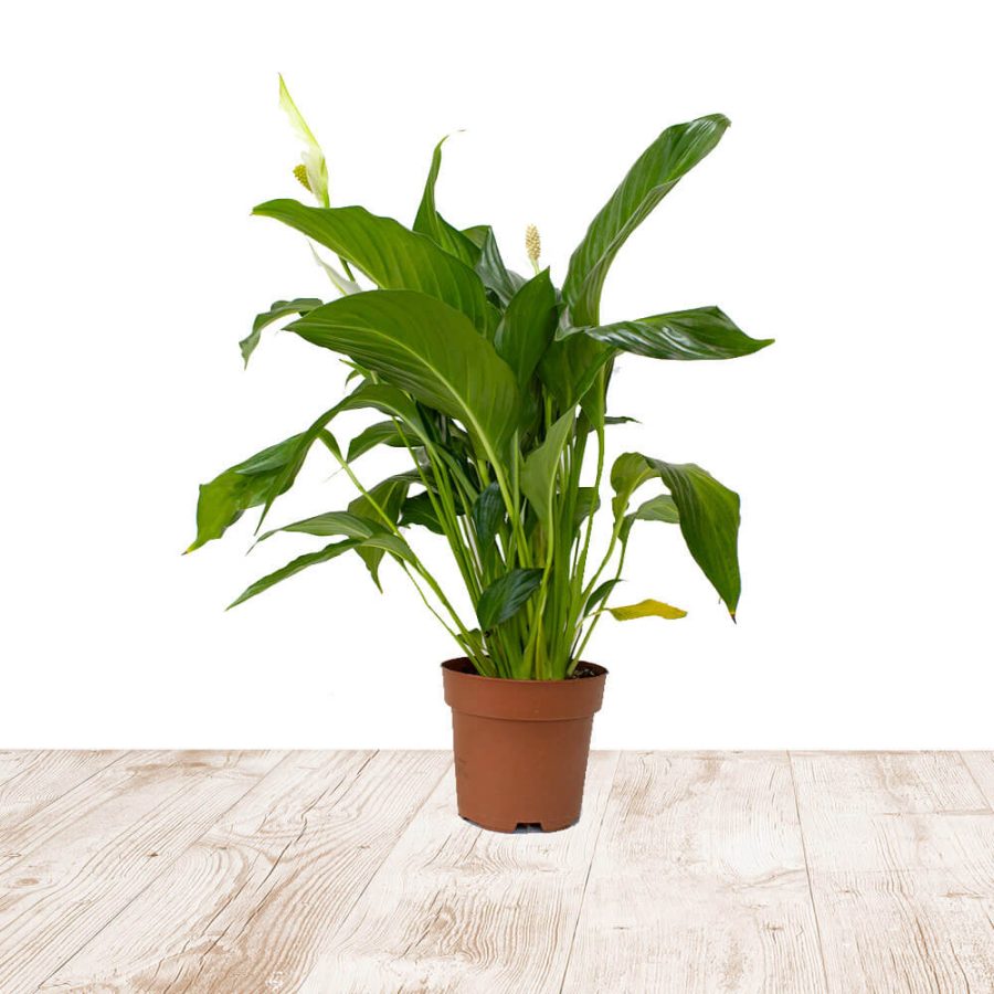 הורטנזיה - הוראות טיפול ורכישה | plants4u - משתלה אונליין