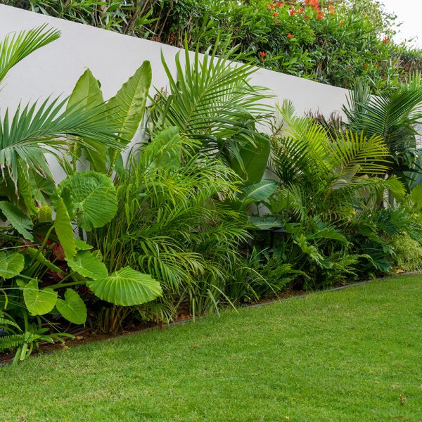 משתלת גלילות Plants4u - משתלה אונליין כולל משלוחים עד הבית