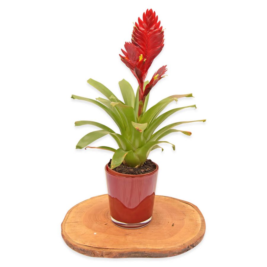 משתלת גלילות Plants4u - משתלה אונליין כולל משלוחים עד הבית