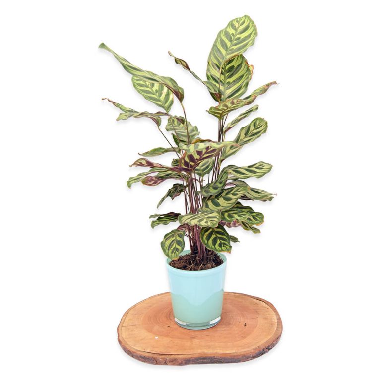 משתלת גלילות Plants4u - משתלה אונליין כולל משלוחים עד הבית