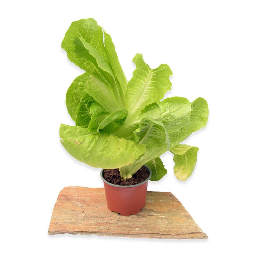 פרחים ותבלינים | plants4u - משתלה אונליין