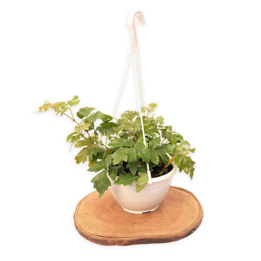 22 צמחים מטפסים מומלצים לבית ולגינה | plants4u - משתלה אונליין