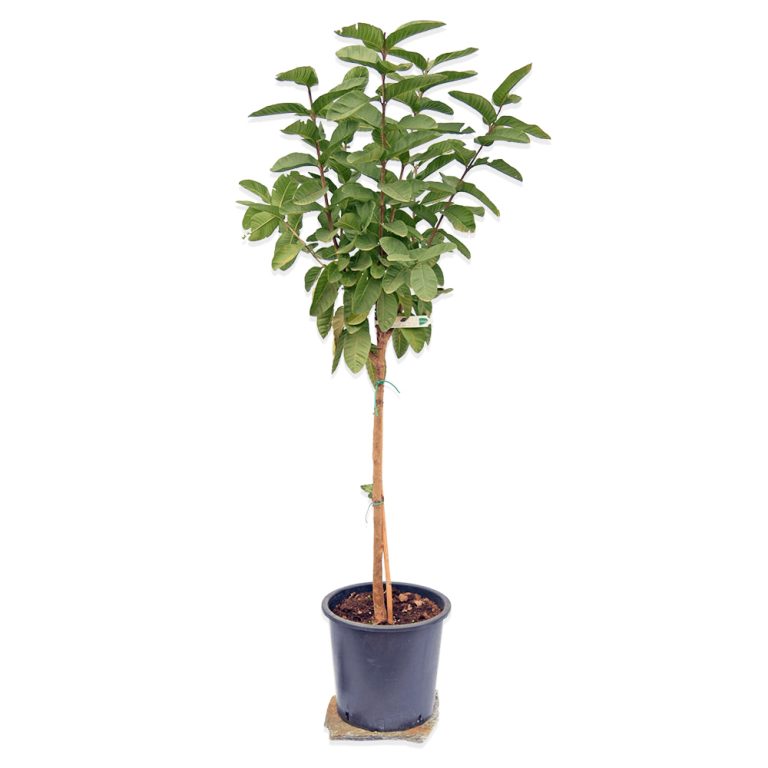 עצי פרי ונוי | plants4u - משתלה אונליין