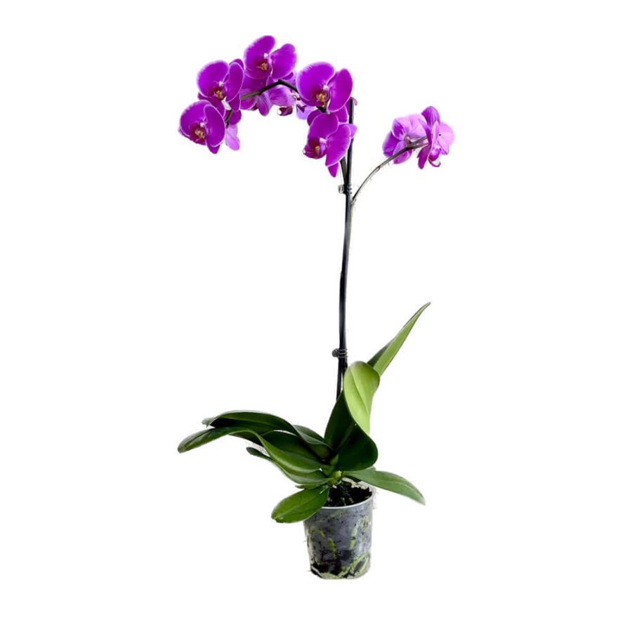 סחלב עמוד אחד | plants4u - משתלה אונליין