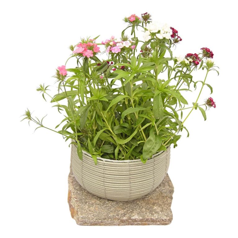 צמחיה | plants4u - משתלה אונליין