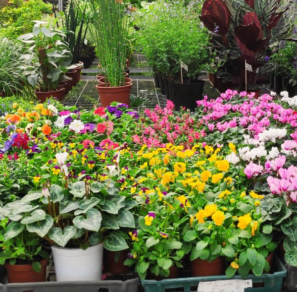 משלוח צמחים - שאלות נפוצות | plants4u - משתלה אונליין