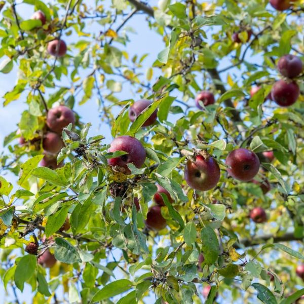 עץ שזיף פיסרדי | plants4u - משתלה אונליין