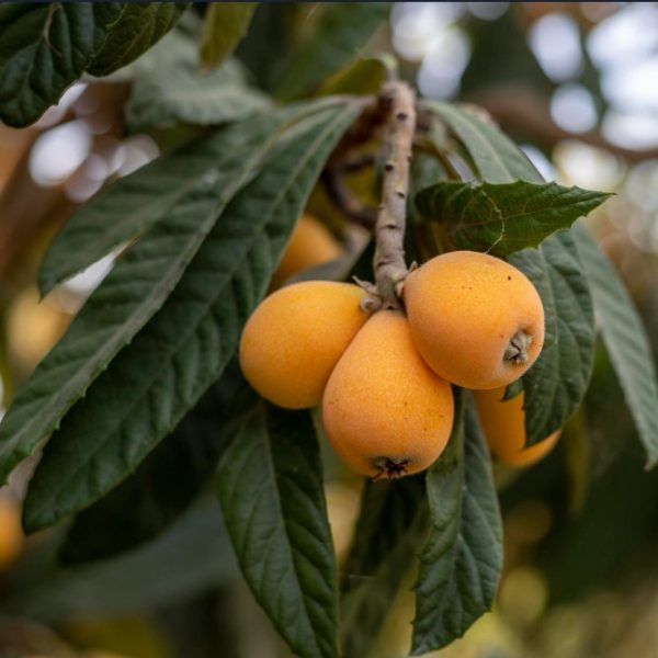 עצי פרי - מבחר עצי פרי לגינה ולמרפסת | plants4u - משתלה אונליין