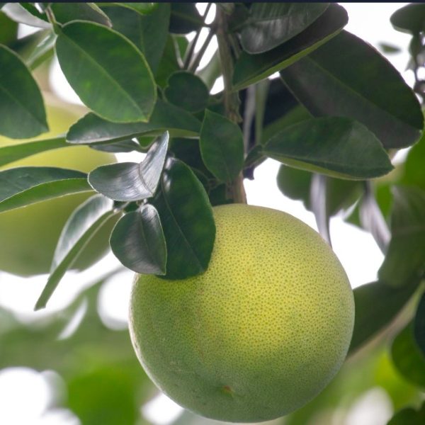 עצי פרי - מבחר עצי פרי לגינה ולמרפסת | plants4u - משתלה אונליין