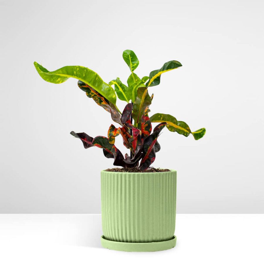 משתלת גלילות Plants4u - משתלה אונליין כולל משלוחים עד הבית