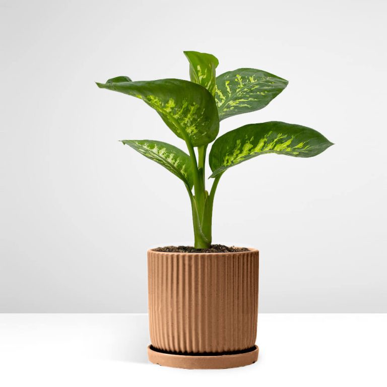 משתלת גלילות Plants4u - משתלה אונליין כולל משלוחים עד הבית