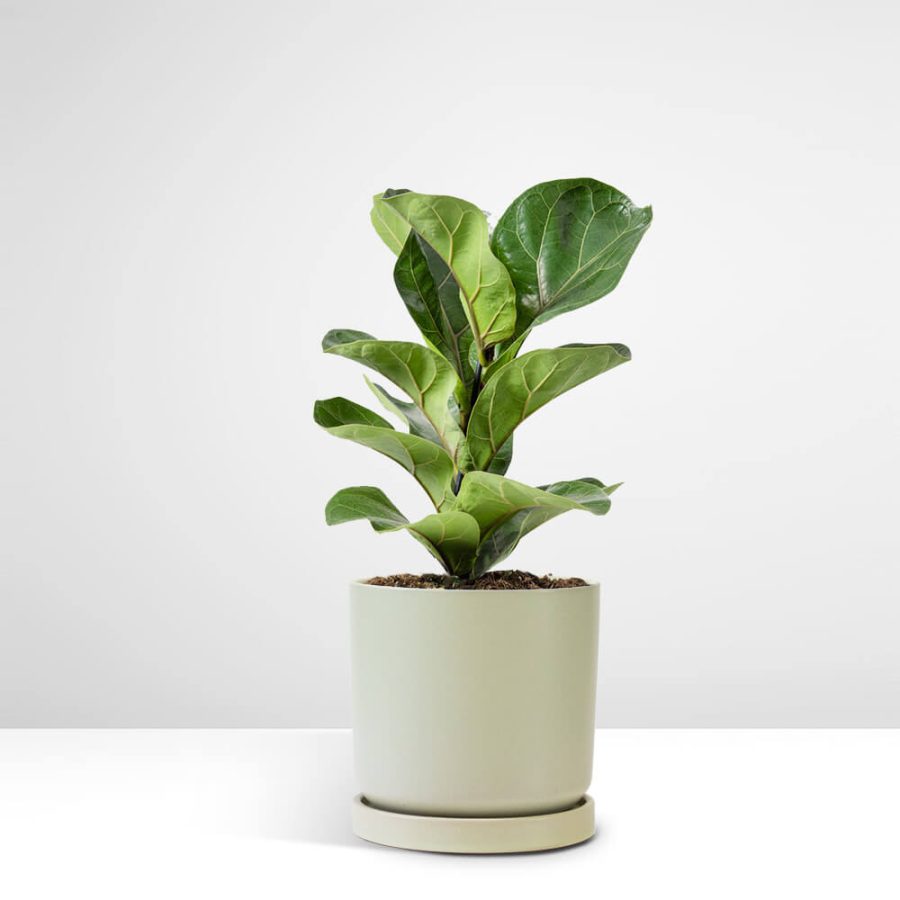 משתלת גלילות Plants4u - משתלה אונליין כולל משלוחים עד הבית