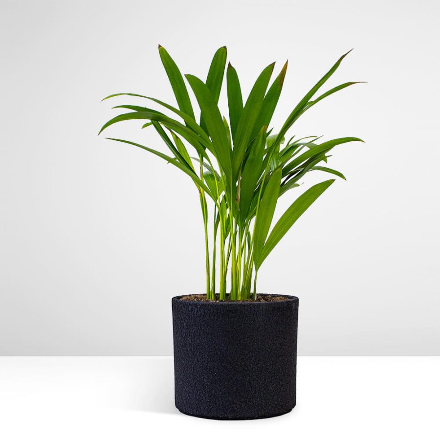 משתלת גלילות Plants4u - משתלה אונליין כולל משלוחים עד הבית