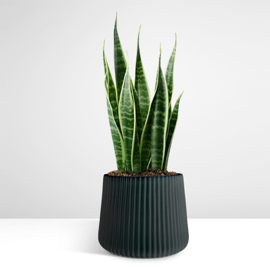 משתלת גלילות Plants4u - משתלה אונליין כולל משלוחים עד הבית