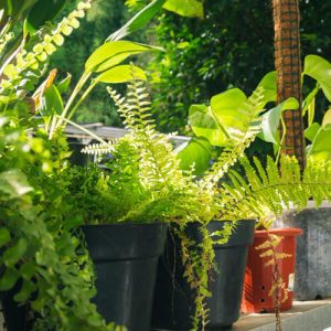 משתלת גלילות Plants4u - משתלה אונליין כולל משלוחים עד הבית