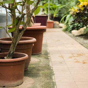 משתלת גלילות Plants4u - משתלה אונליין כולל משלוחים עד הבית