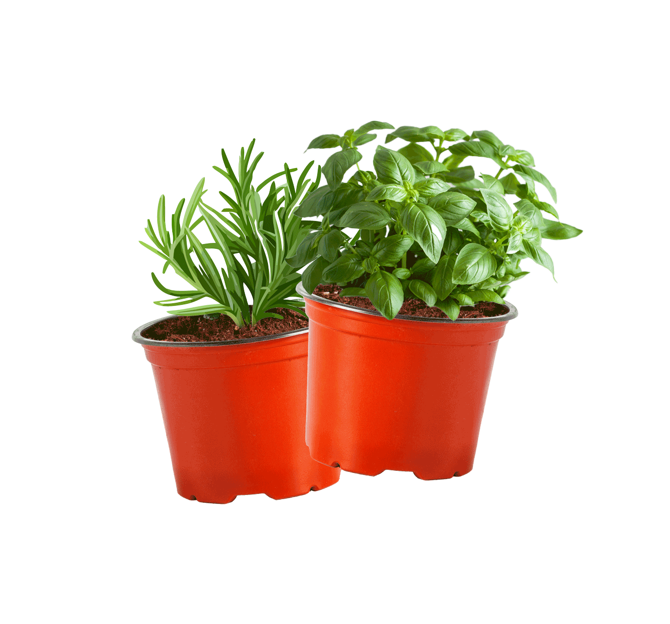 הורטנזיה | plants4u - משתלה אונליין